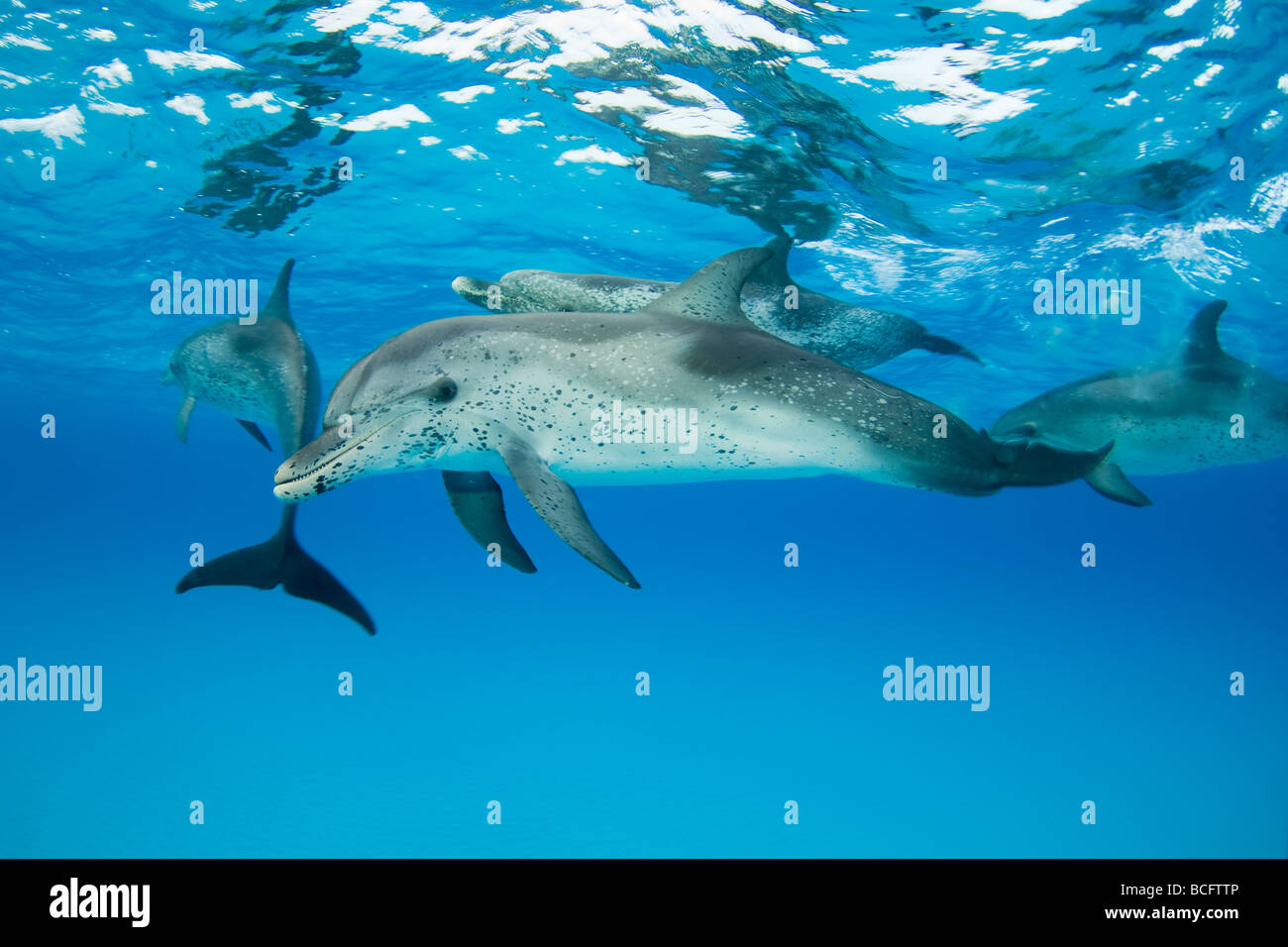Spotted dolphin Stenella frontalis underwater Atlantic Ocean Bahamas ...