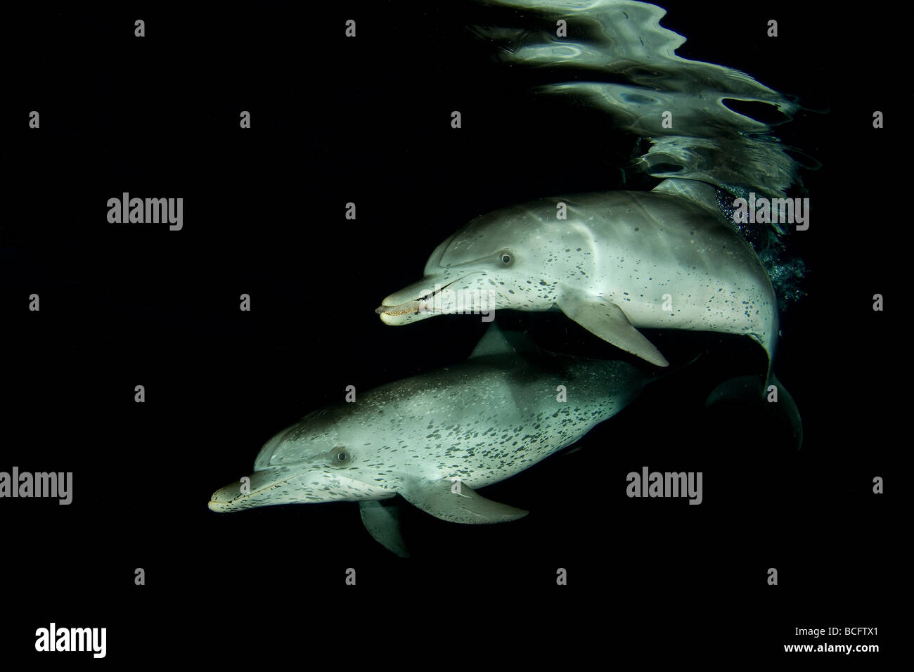 Spotted dolphin Stenella frontalis underwater at night Atlantic Ocean ...