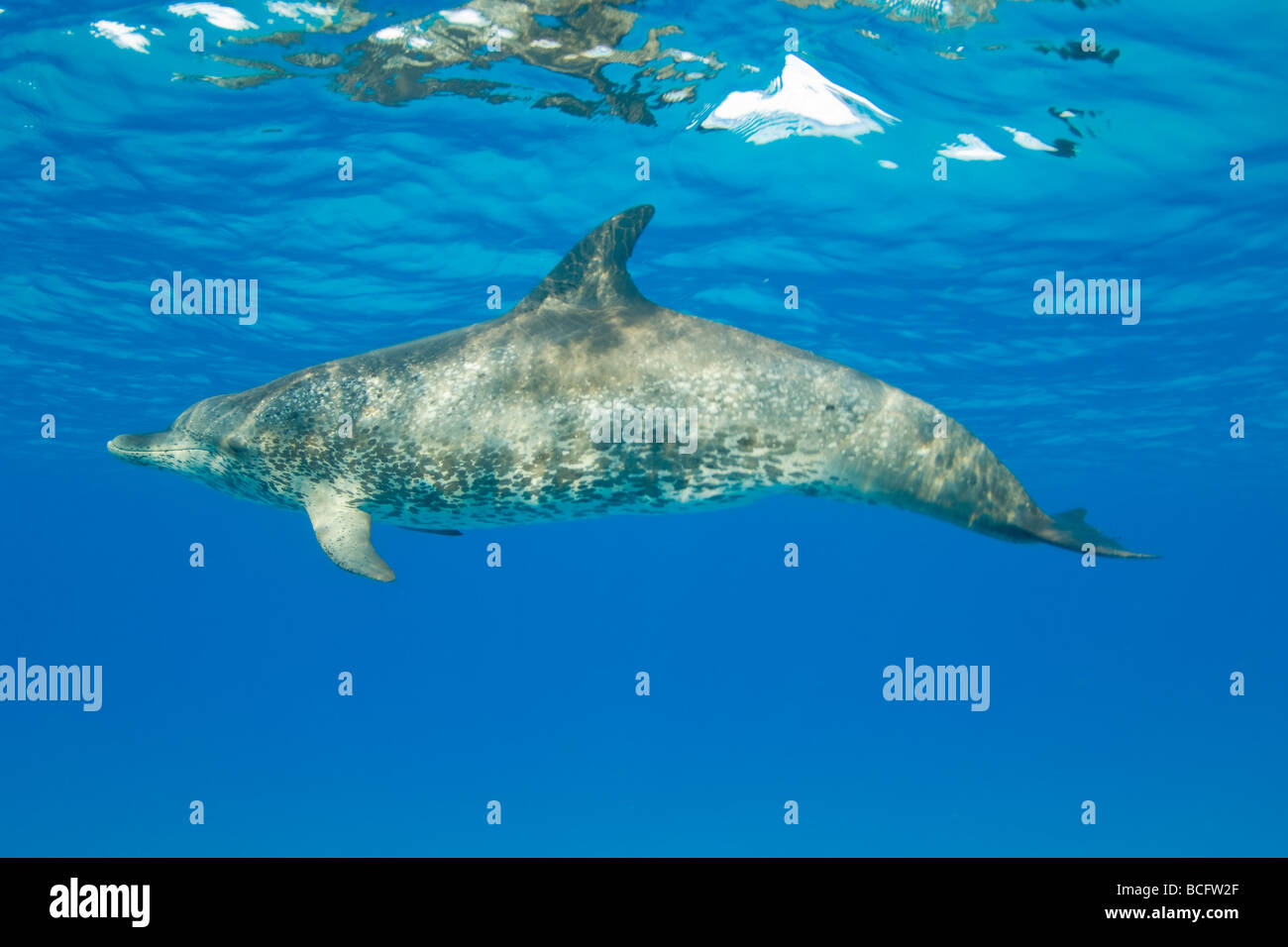 Spotted dolphin Stenella frontalis Atlantic Ocean Bahamas Stock Photo ...