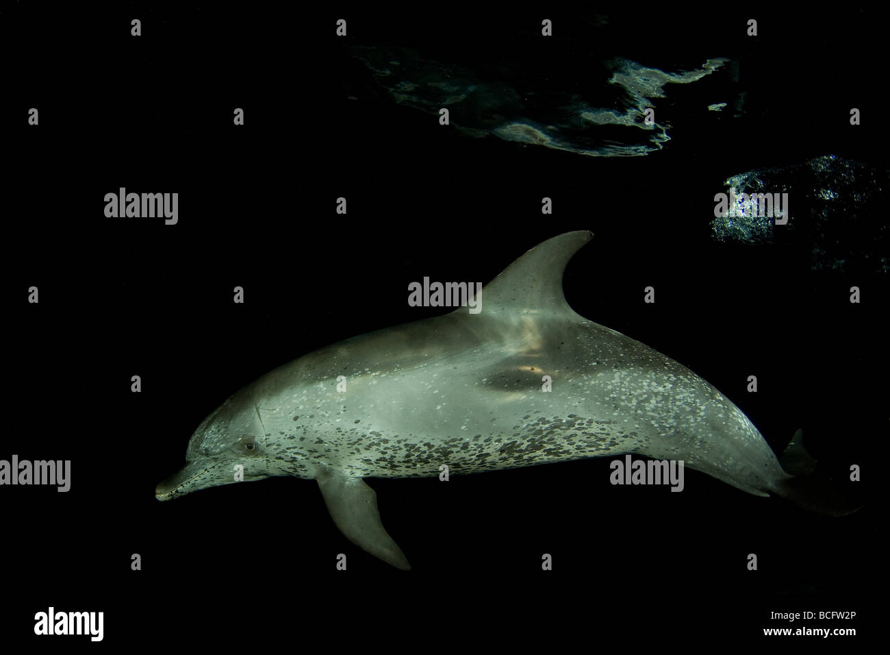 At dolphins night hi-res stock photography and images - Alamy