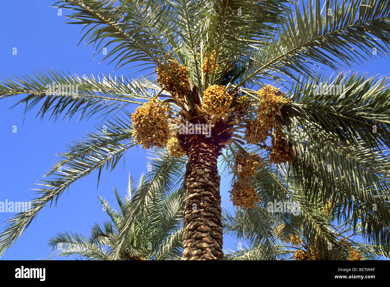 iraq Dates Ctesifonte Stock Photo - Alamy