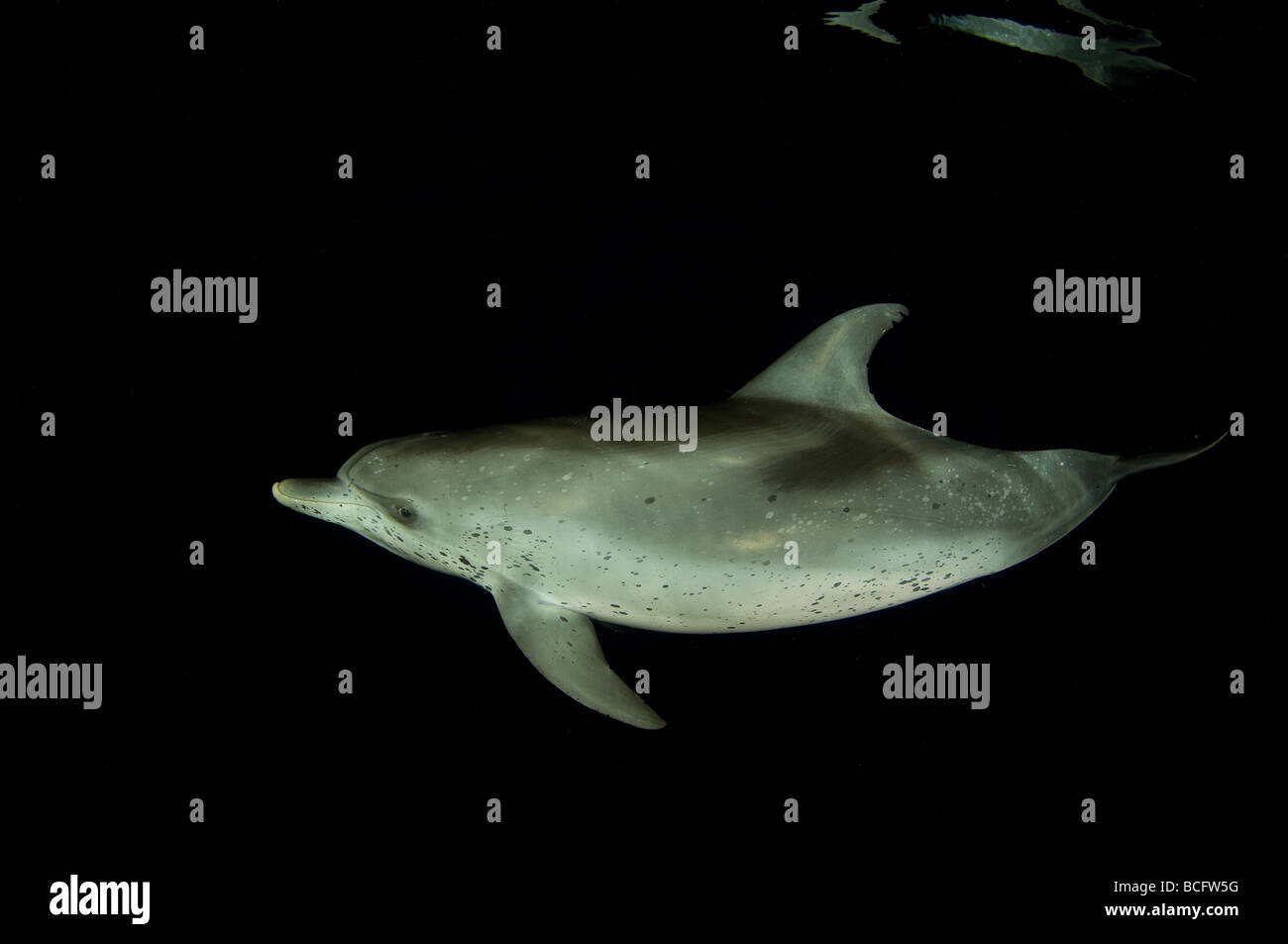 Spotted dolphin Stenella frontalis at night Atlantic Ocean Bahamas ...