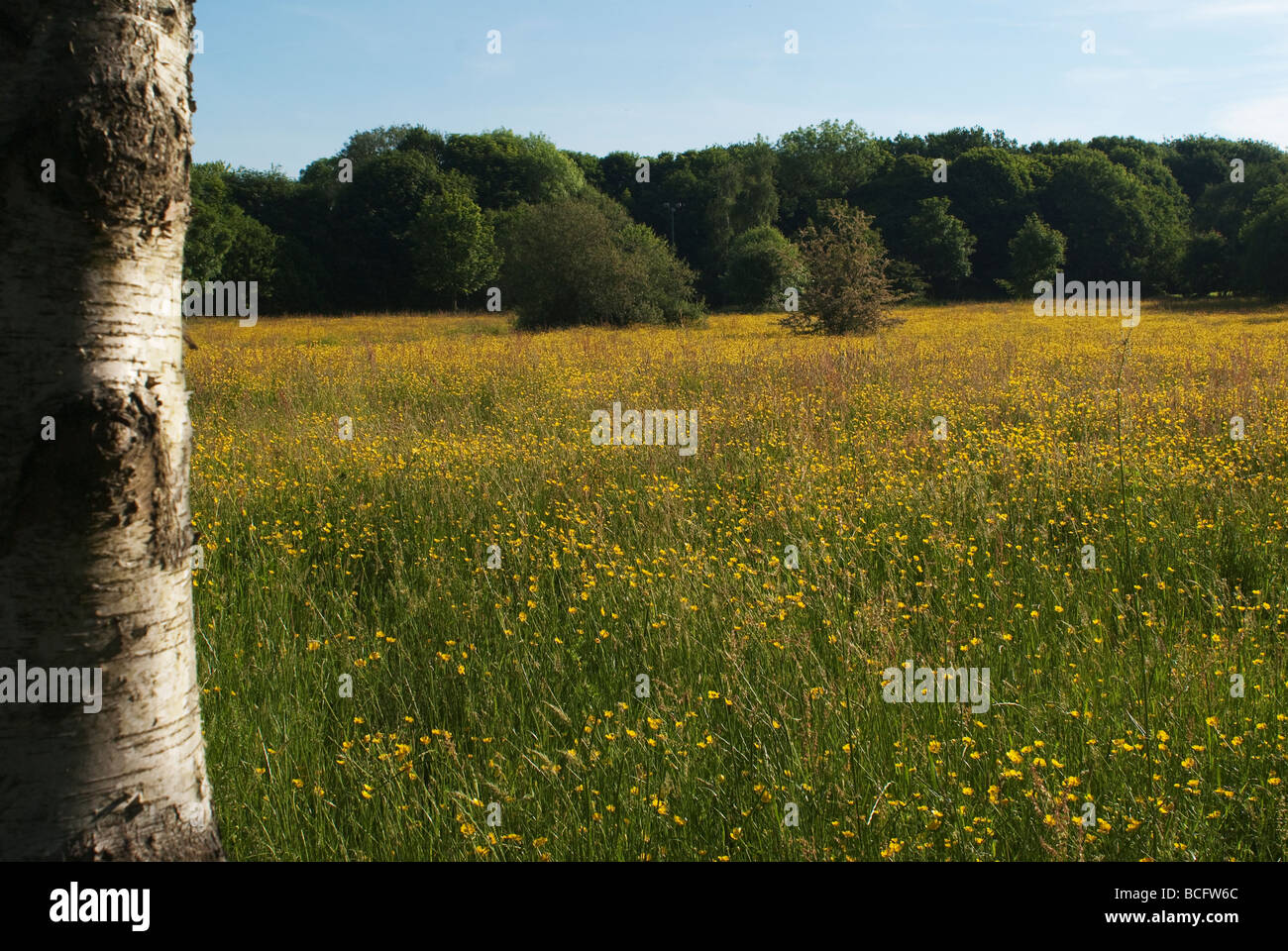 Buttercups in pasture hi-res stock photography and images - Alamy