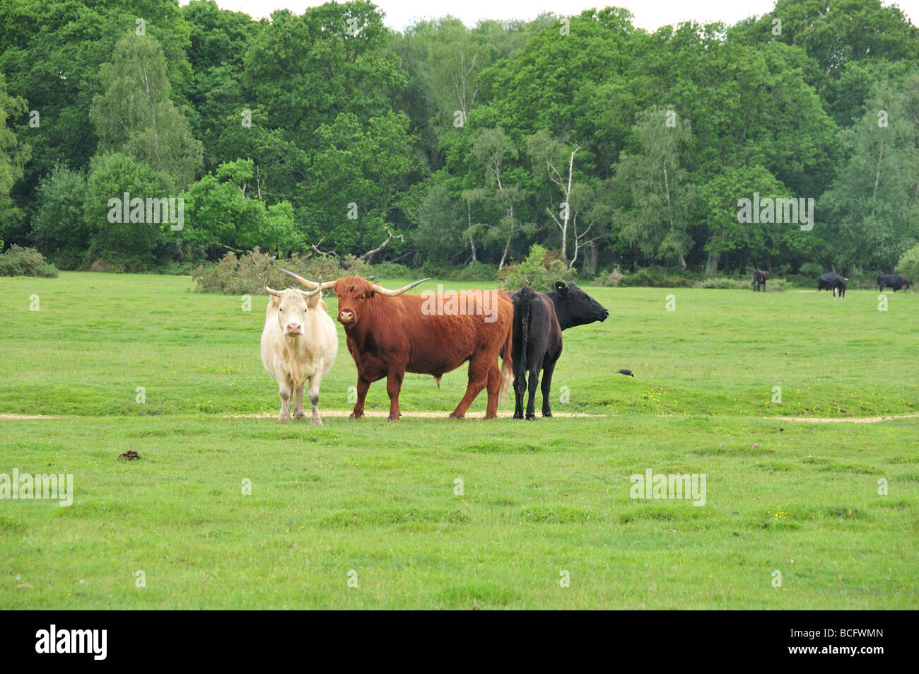 White cattle new forest hampshire hi-res stock photography and images ...