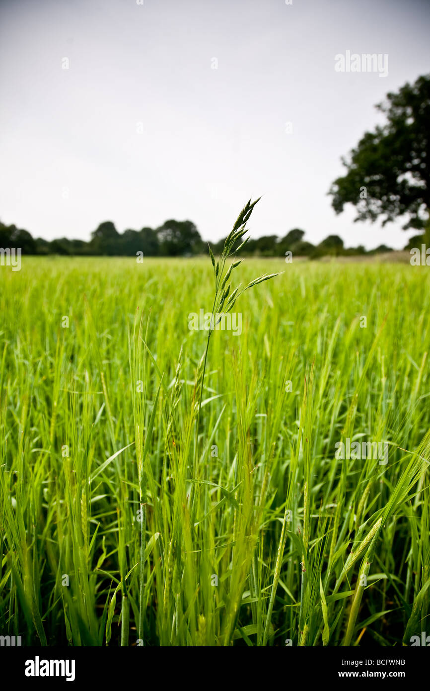 Weeds Growing in Spring Barley crop Stock Photo - Alamy