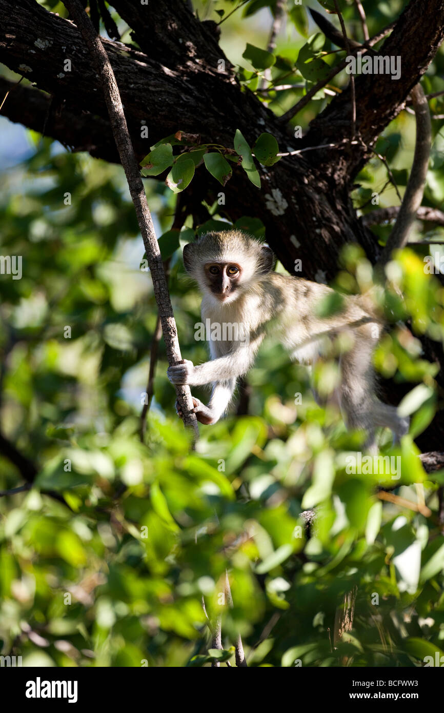 Animal green monkey wildlife hi-res stock photography and images - Alamy