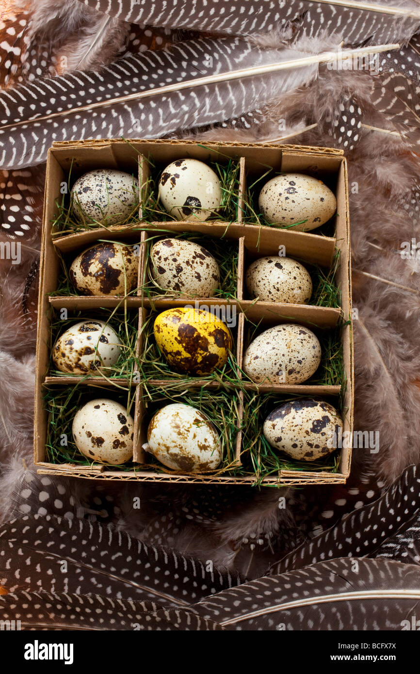 Box of quail eggs Stock Photo - Alamy