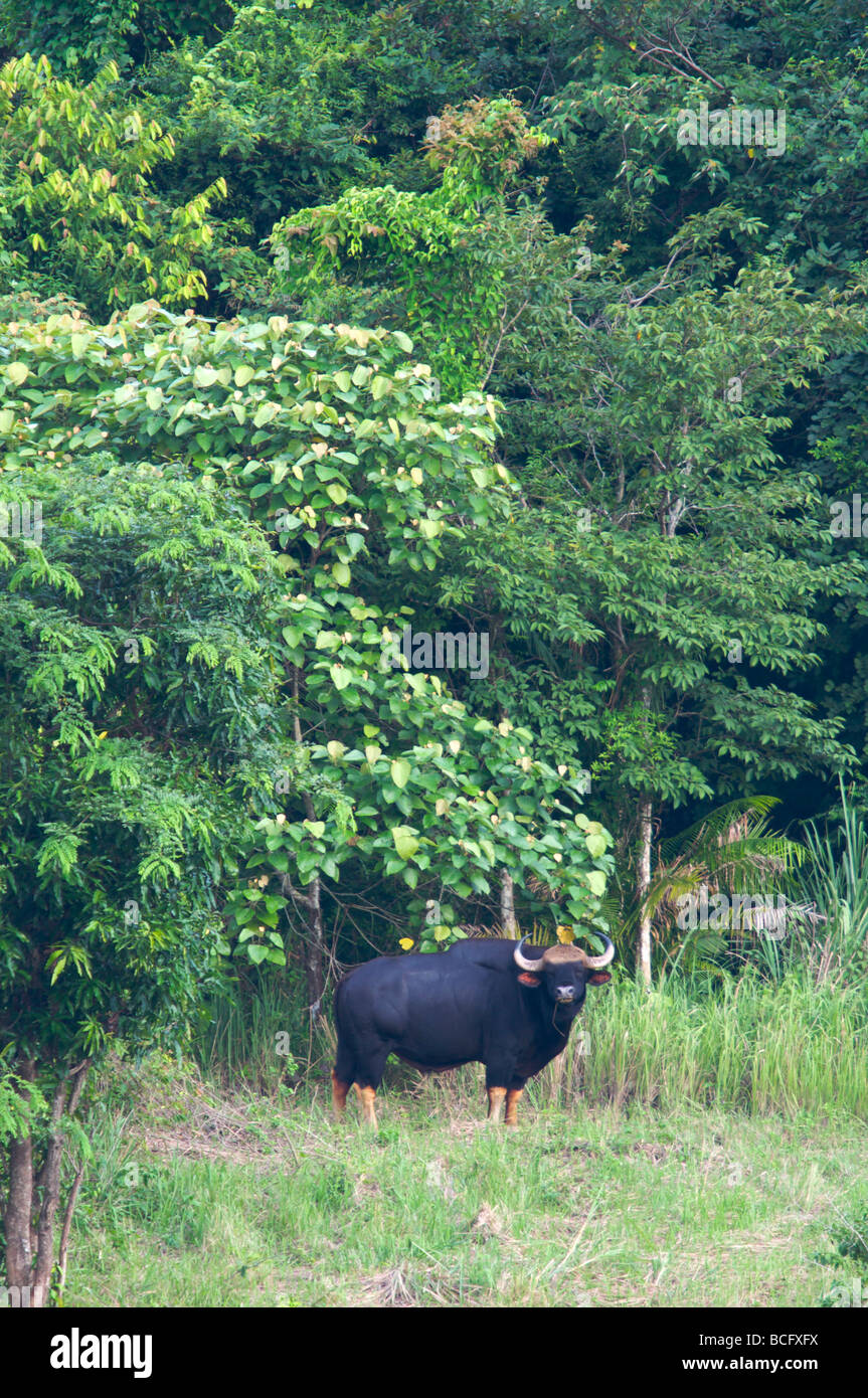 Wild male bull gaur Boss gaurus in Khao Yai National Park Thailand ...