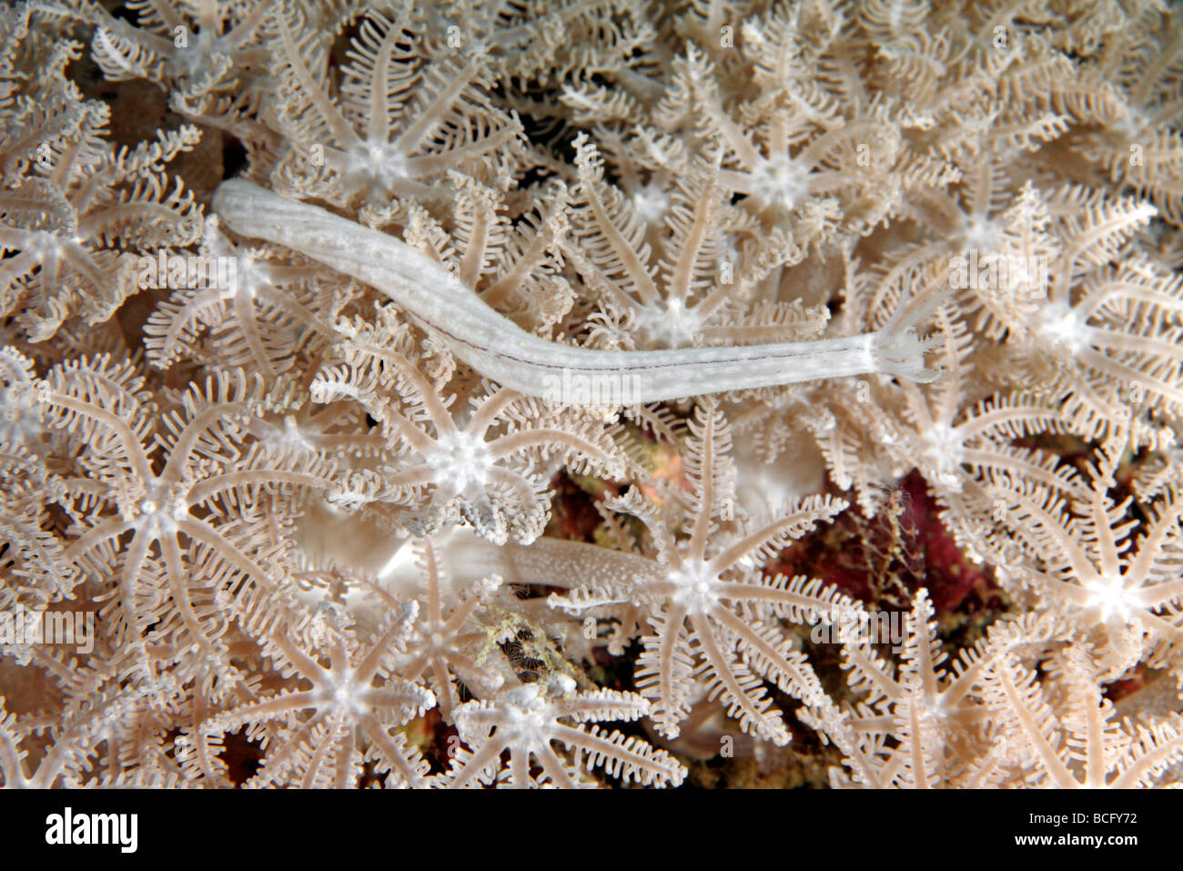 Synapta High Resolution Stock Photography and Images - Alamy