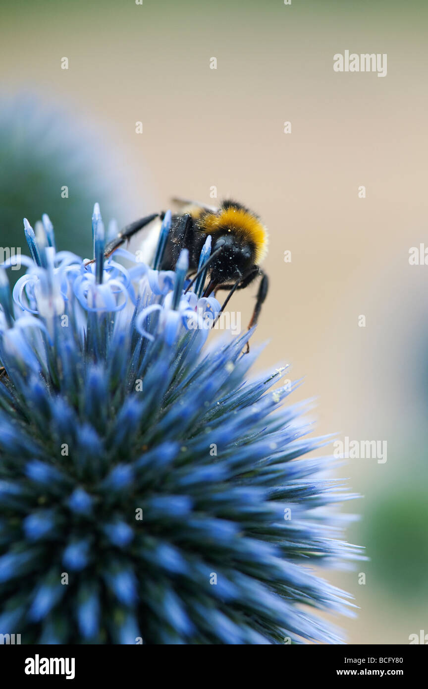 Bombus lucorum. White tailed Bumblebee feeding on Echinops ritro ...