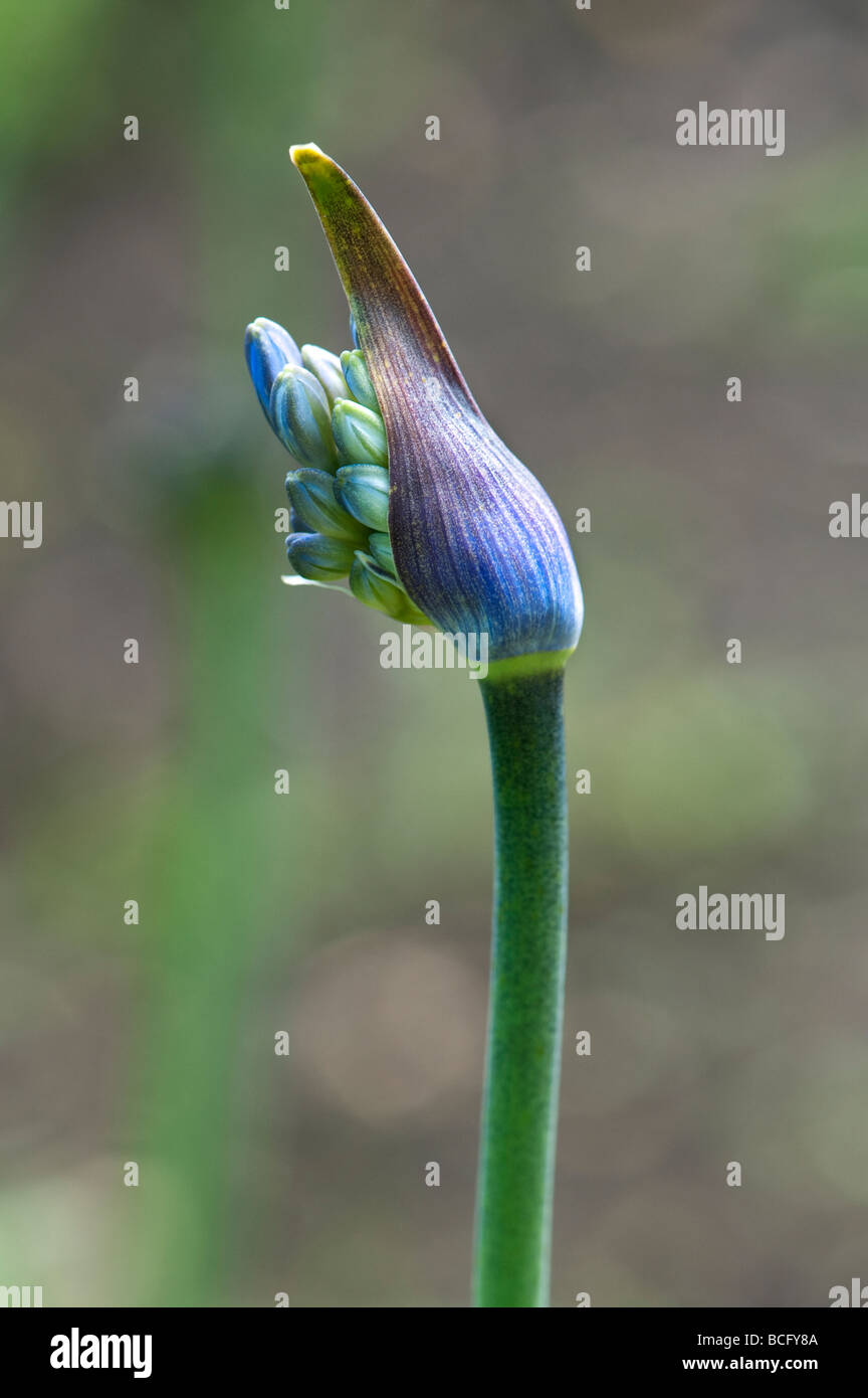 Agapanthus flower bud opening. African blue lily Stock Photo - Alamy