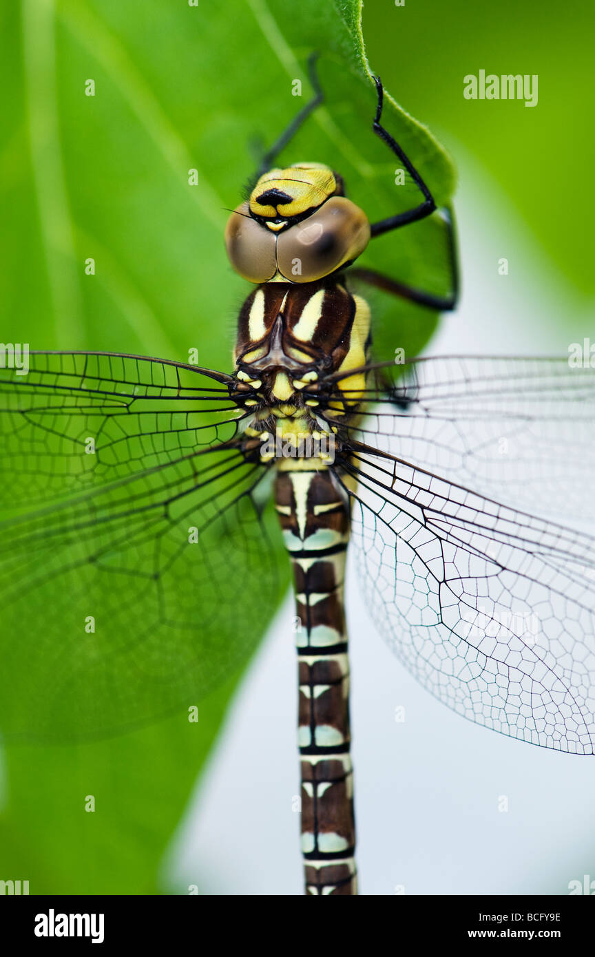 Aeshna cyanea. Southern Hawker Dragonfly Stock Photo - Alamy