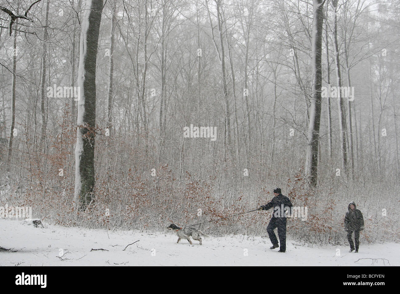In a forest in winter denmark. 2004 Stock Photo - Alamy