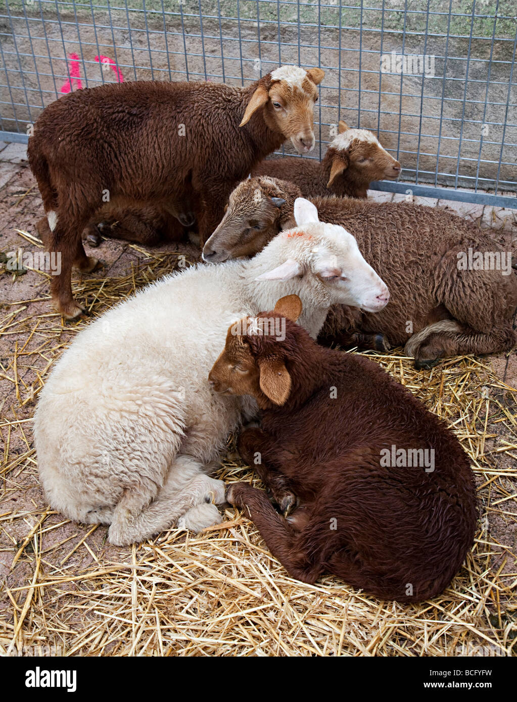 Lambs on sale in outdoor animal market Sineu Mallorca Spain Stock Photo ...