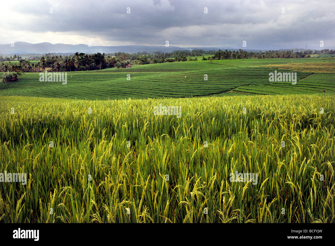 bali indonesia rice fields Stock Photo - Alamy