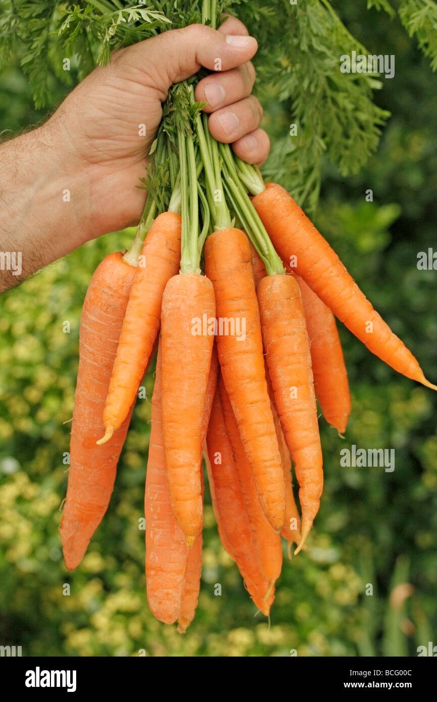 Human Hands Holding Carrots Stock Photos & Human Hands Holding Carrots ...