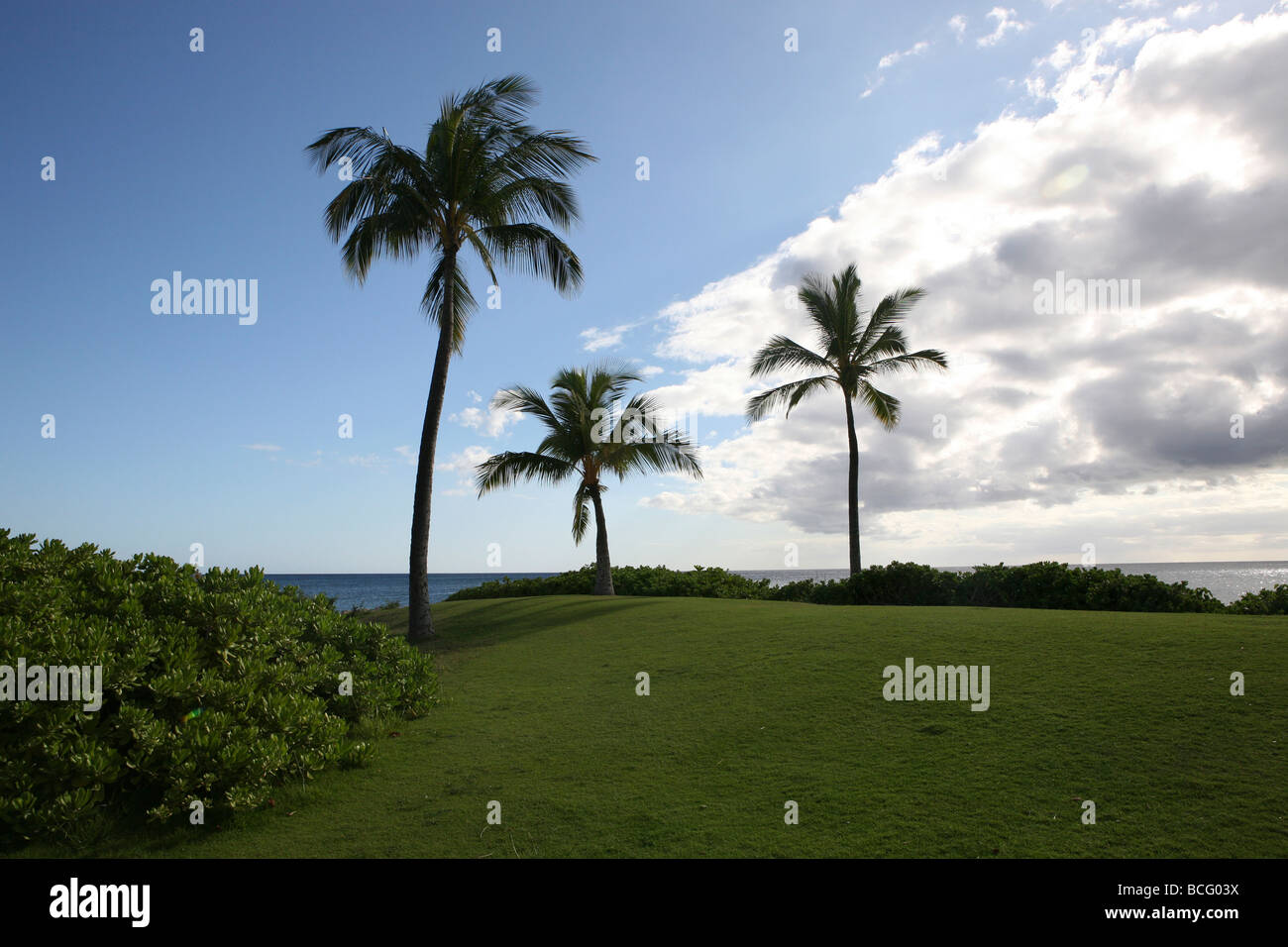Oahu beach palm trees hi-res stock photography and images - Alamy