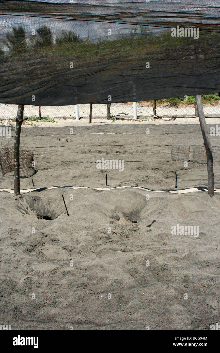 Turtle nest mexico hi-res stock photography and images - Alamy
