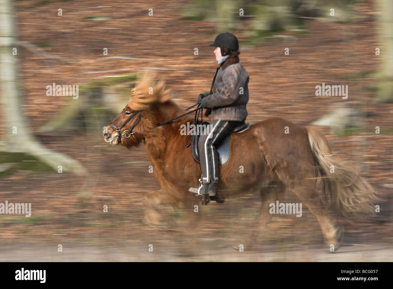 Riders on a forest north form copenhagen Denmark. Woman riding an ...