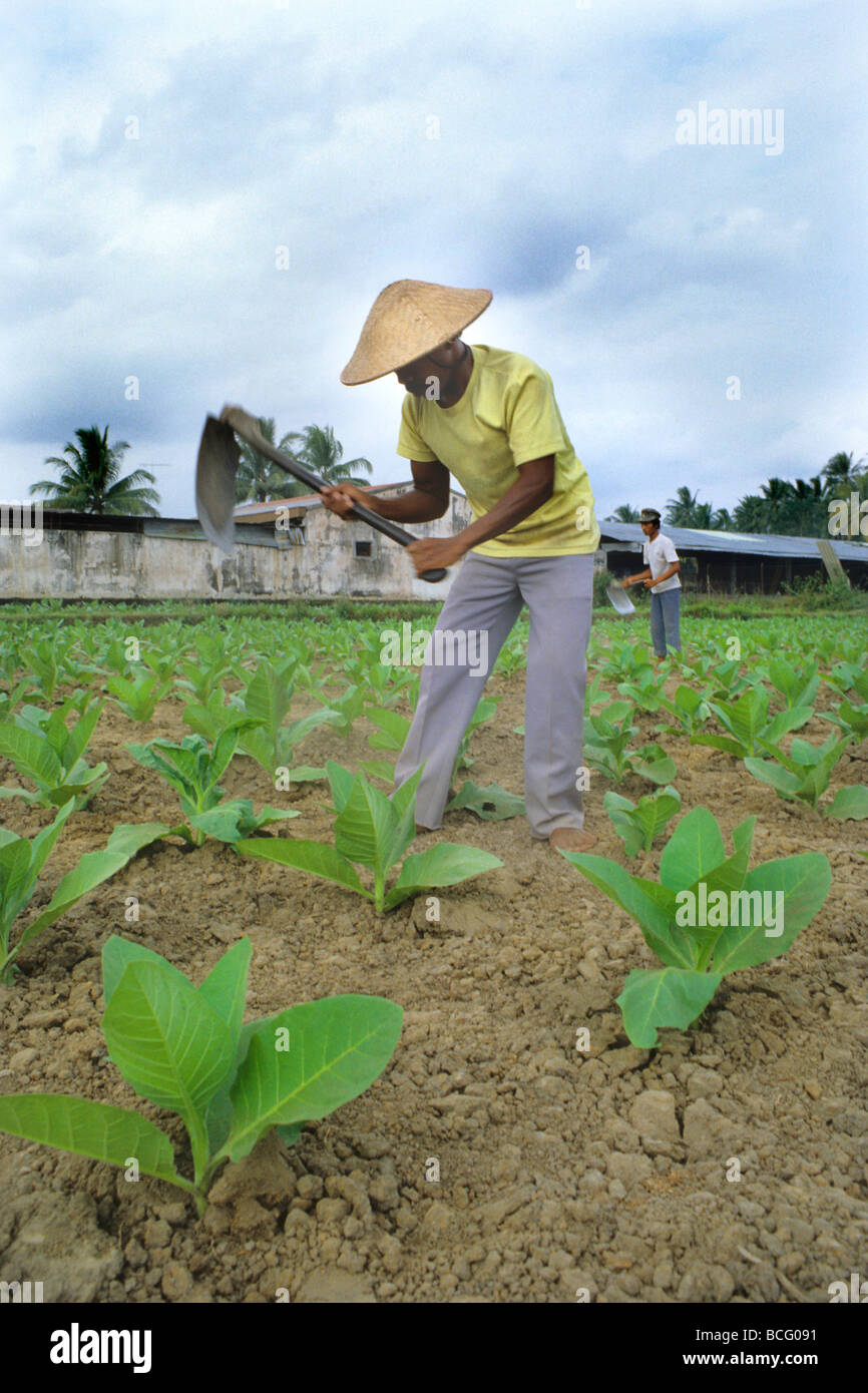 Javanese Farmer High Resolution Stock Photography and Images - Alamy