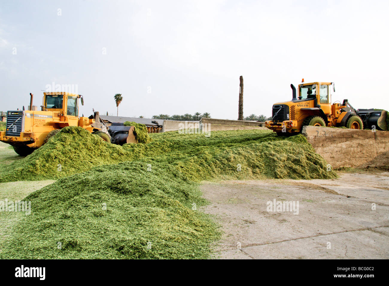 Israel Jordan Valley Kibbutz Ashdot Yaacov Wheat harvested for silage ...