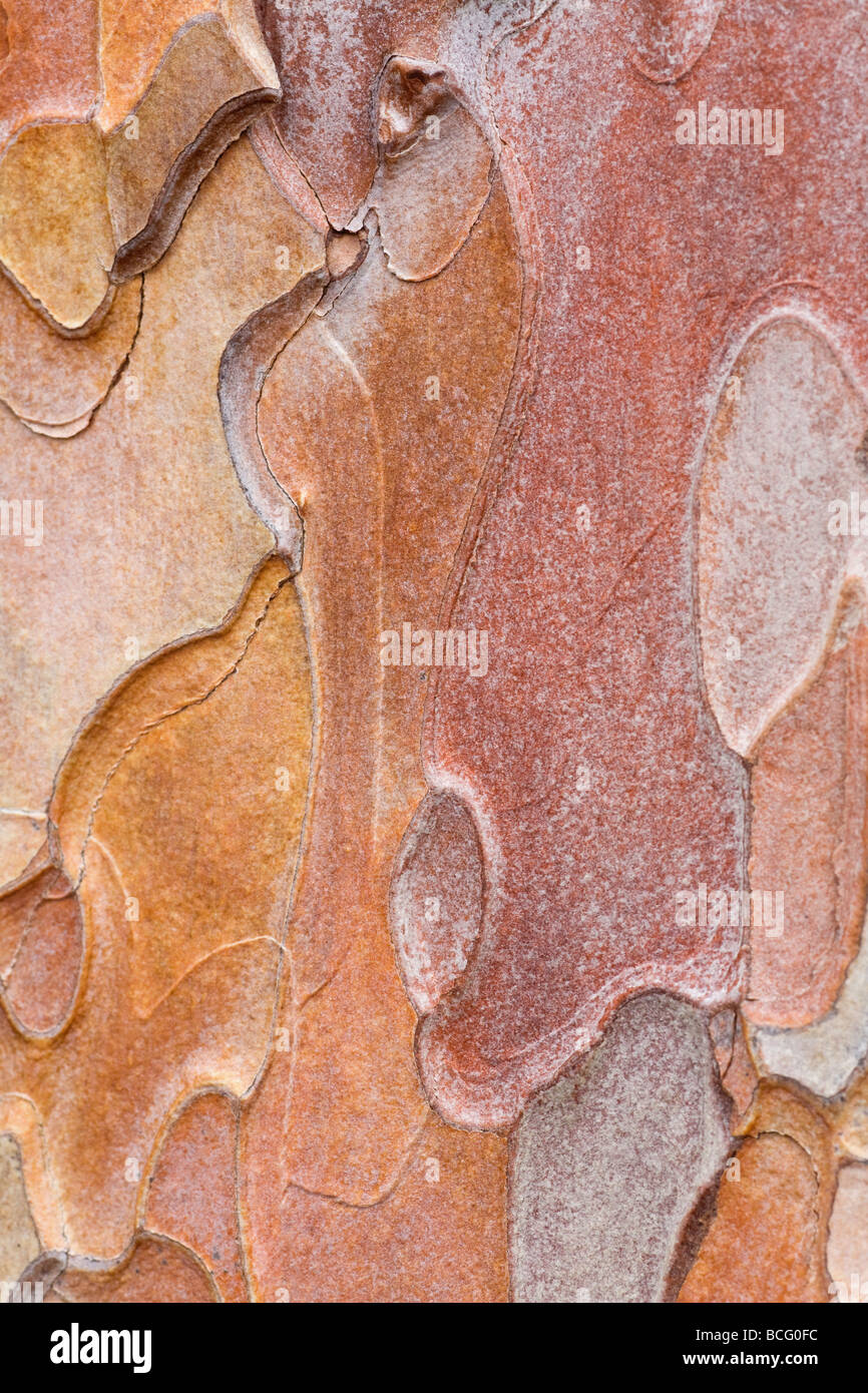 Coarse blotched bark of old crimean pine tree (Stankevycha pine ...