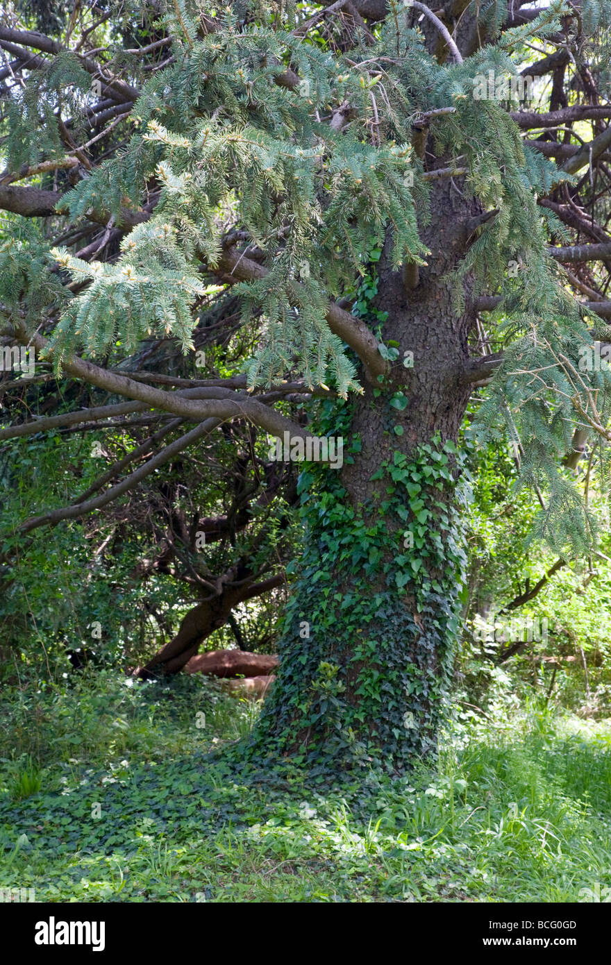 basal trunk part of old majestic fir tree Stock Photo - Alamy