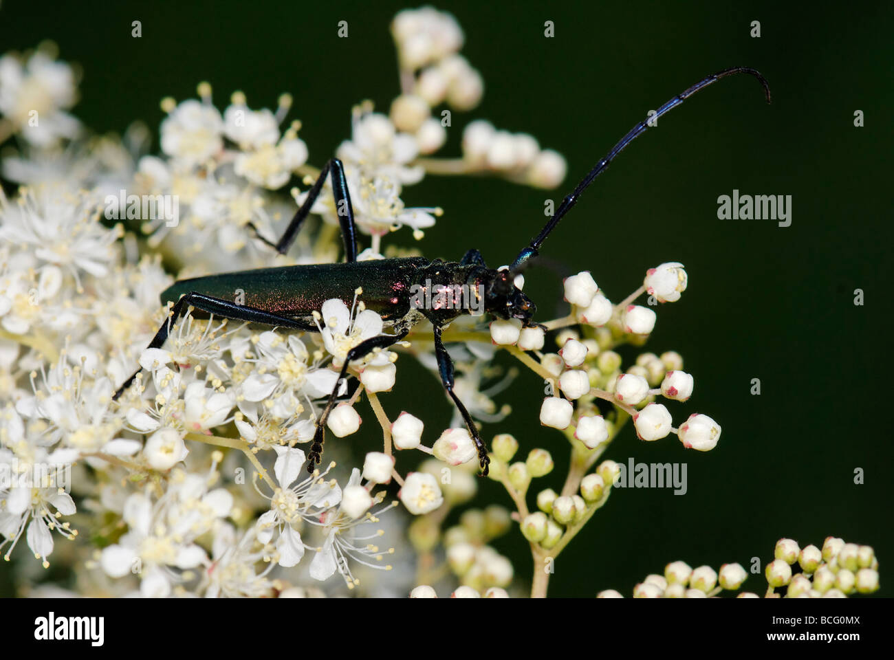 Great capricorn beetle cerambyx cerdo on oak hi-res stock photography ...