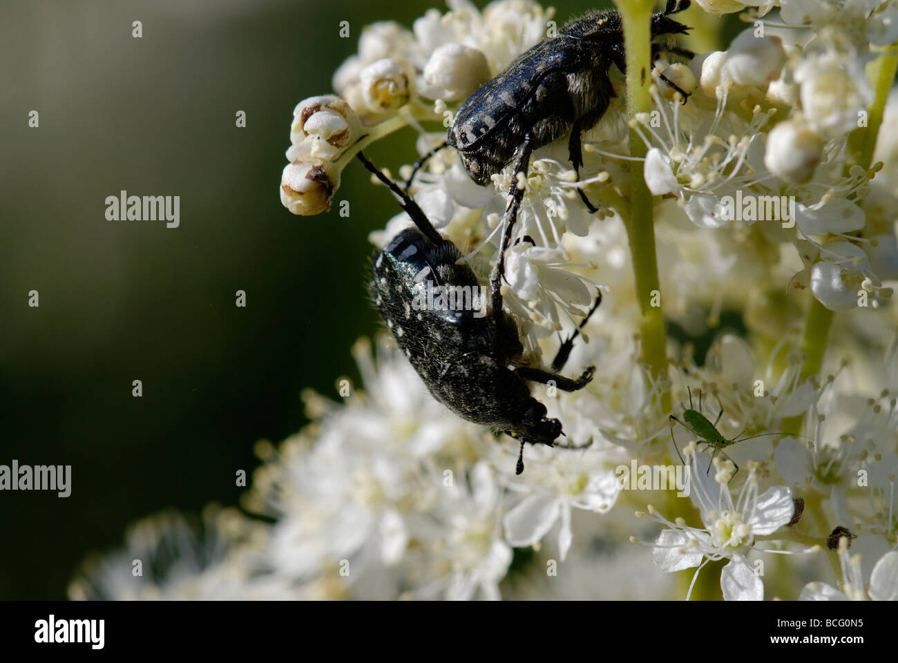 World of beetles hi-res stock photography and images - Alamy