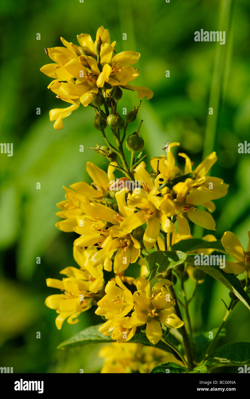 Closeup of yellow field flowers Stock Photo - Alamy