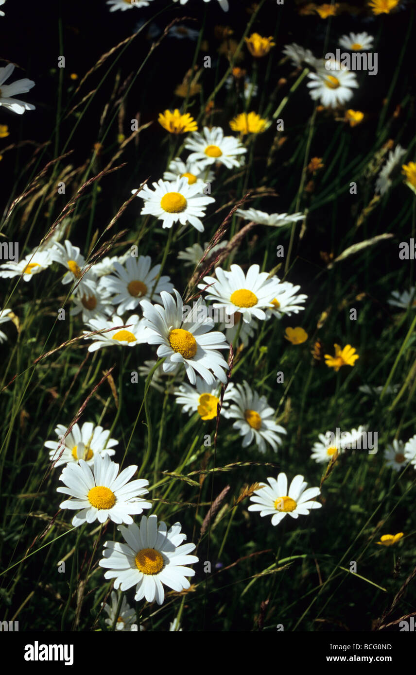 Wild Daisies Daisy Stock Photo - Alamy