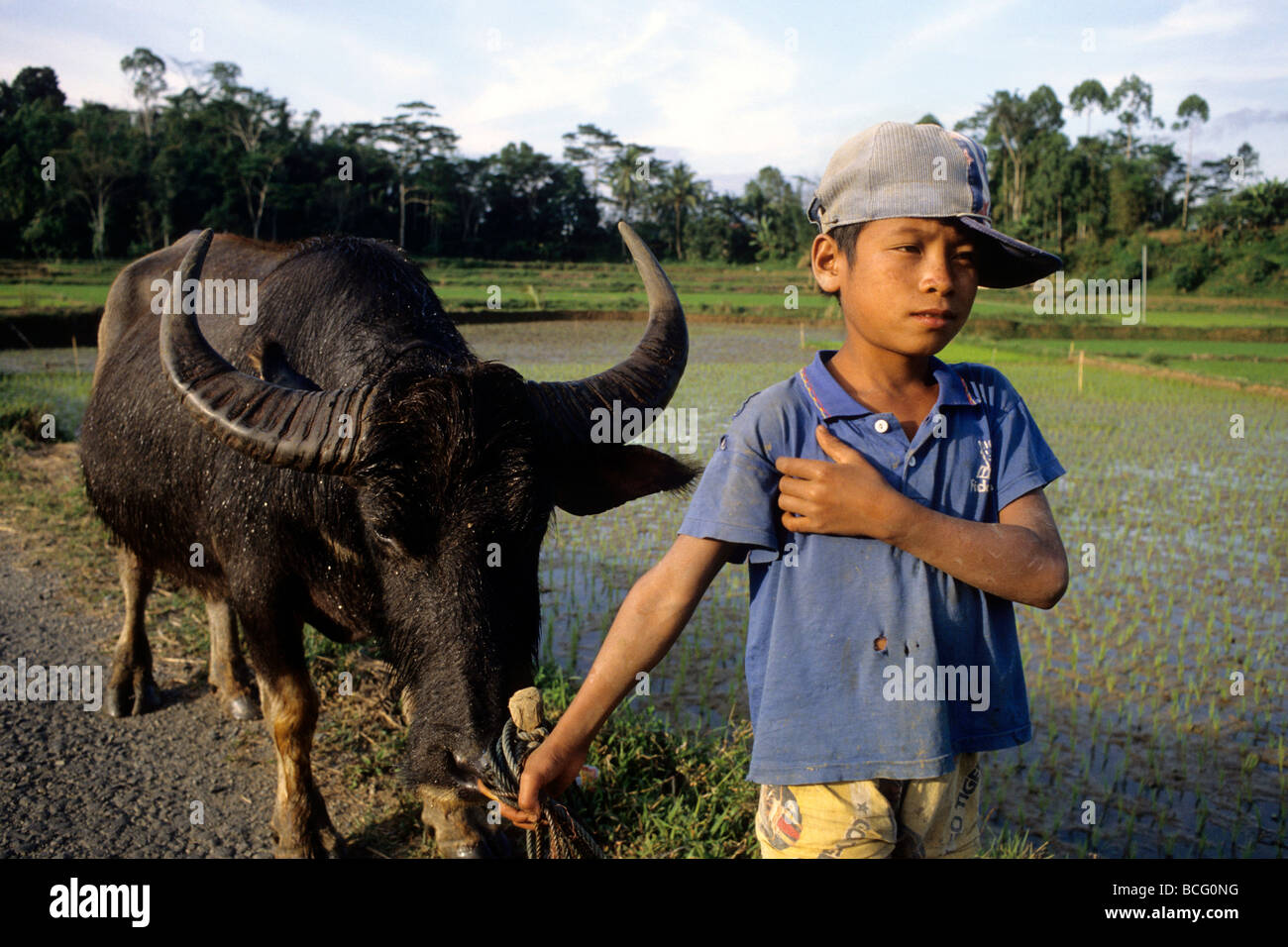 toraja people sulawesi indonesia Stock Photo - Alamy
