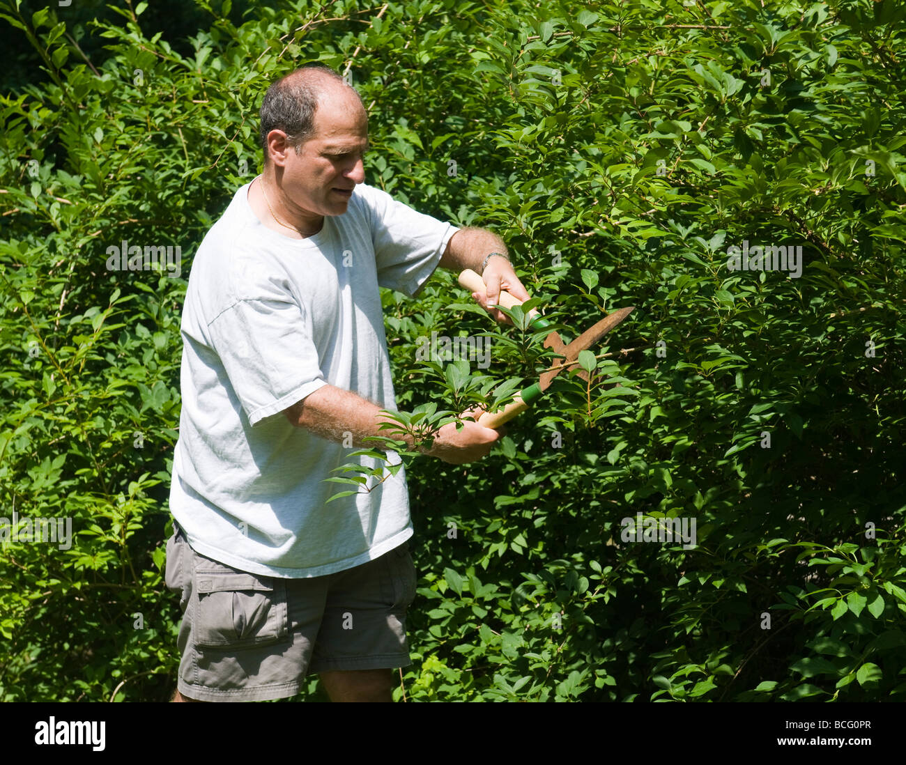 Overgrown Currant Bush