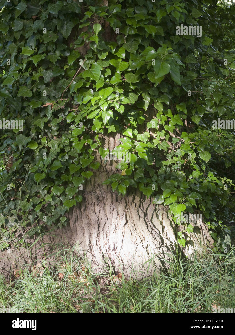 woodland millers way redditch woodland vegetation plants trees Stock ...