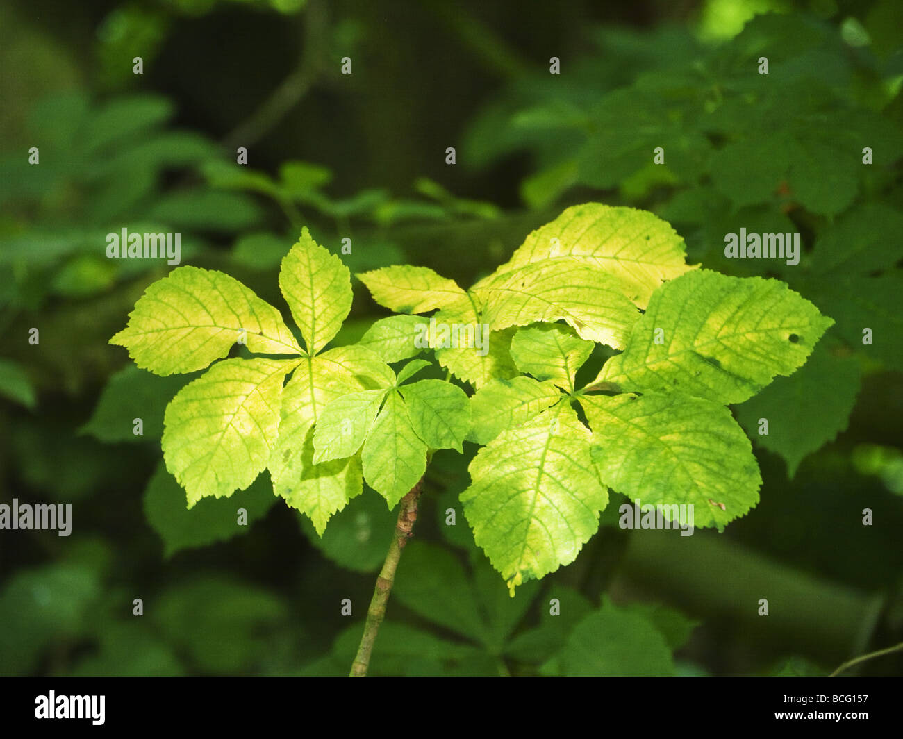 woodland millers way redditch woodland vegetation plants trees Stock ...