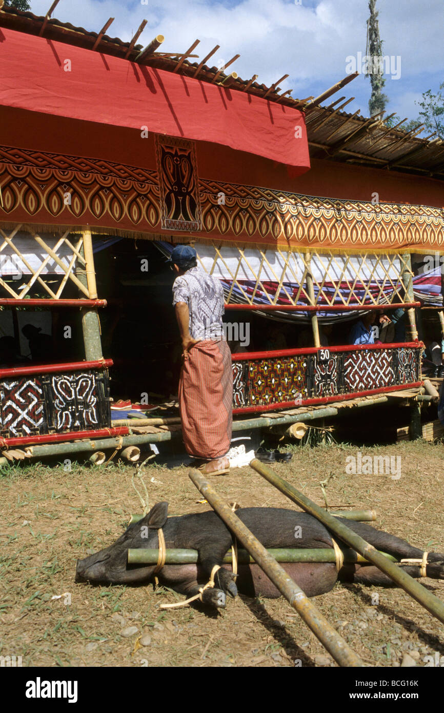 Toraja tribe hi-res stock photography and images - Alamy