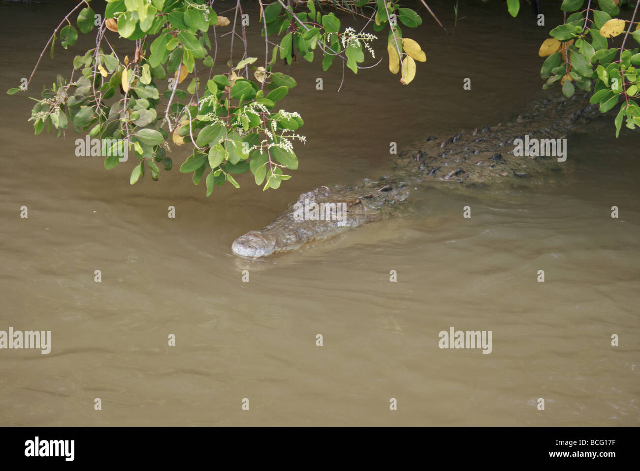 Wild crocodile in the Black River, Jamaica Stock Photo - Alamy
