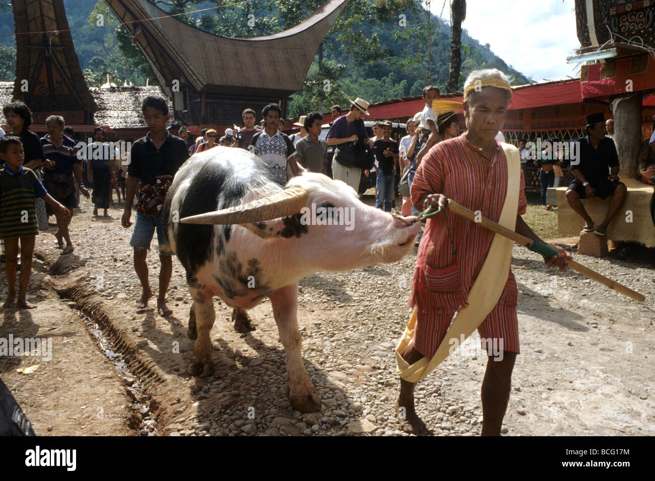 toraja people sulawesi indonesia Stock Photo - Alamy