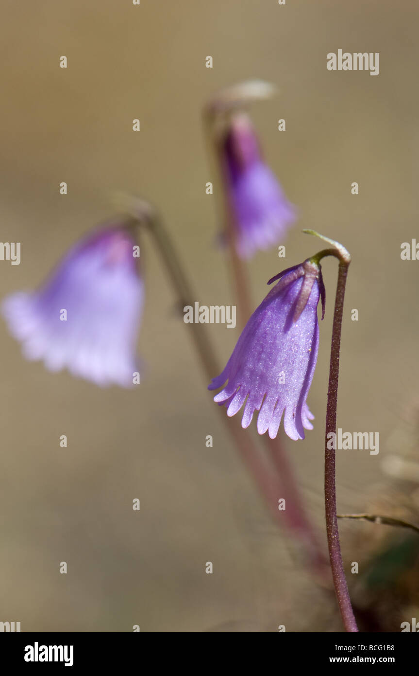 Alpine bell flowers hi-res stock photography and images - Alamy