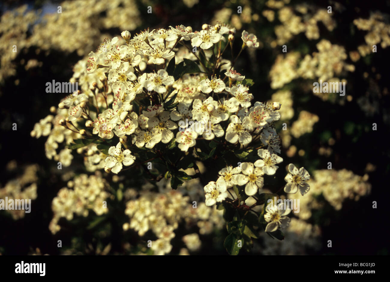 Hawthorn Plant High Resolution Stock Photography and Images - Alamy