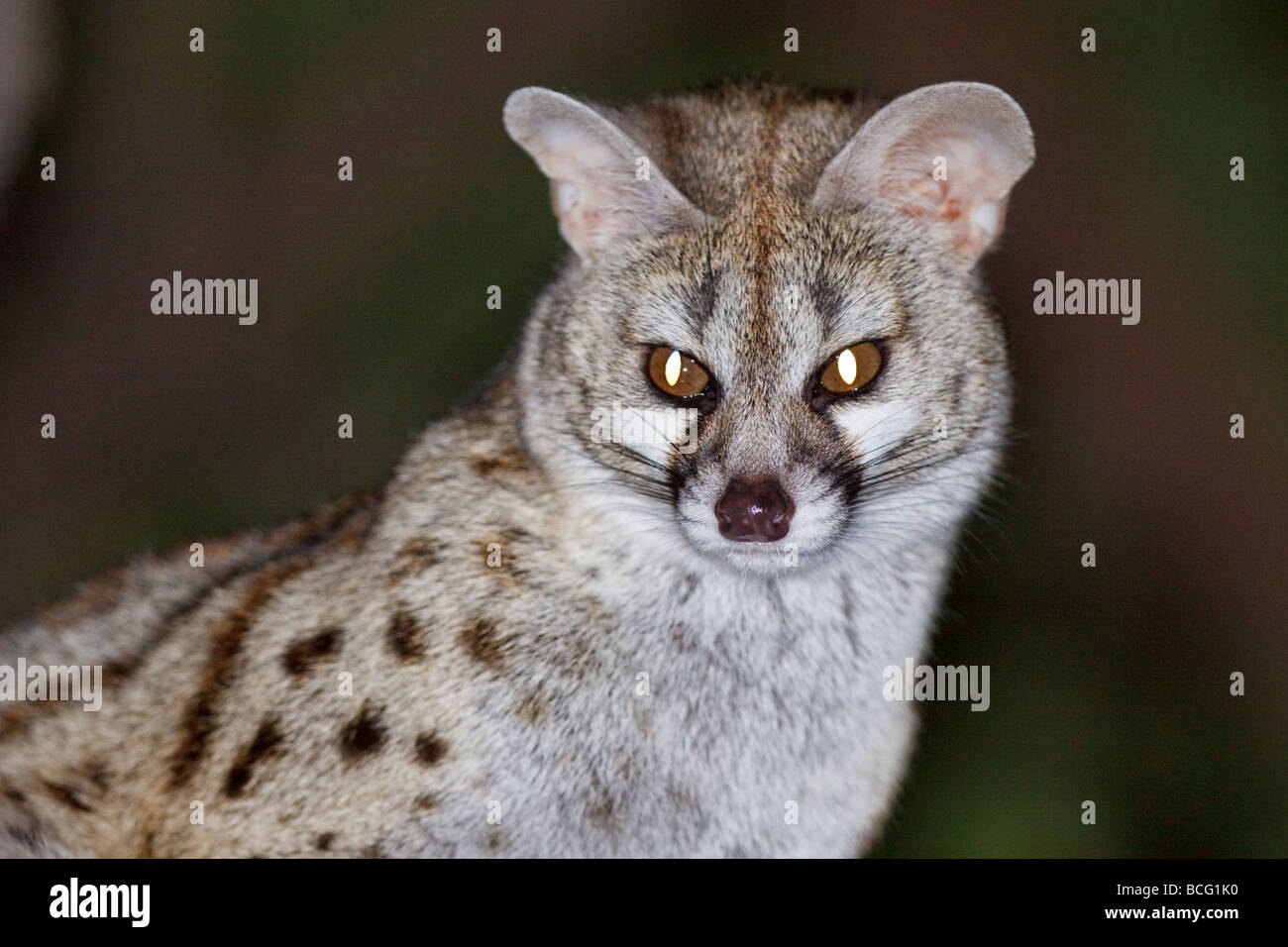 Genetta genetta genetta tigrina hi-res stock photography and images - Alamy