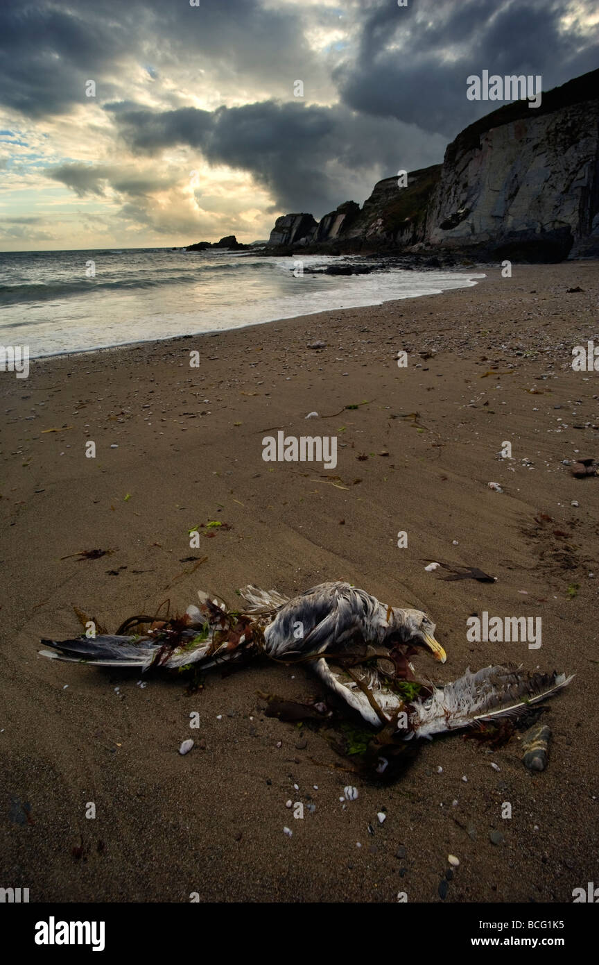 Dead seagull hi-res stock photography and images - Alamy