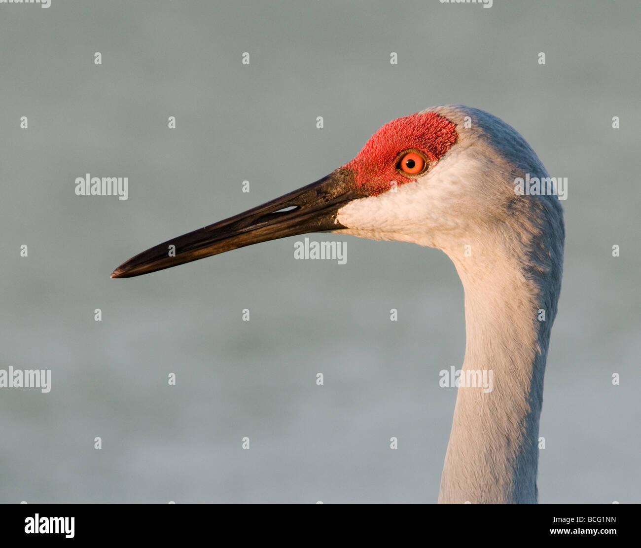 Sandhill Crane (Grus canadensis) head closeup Stock Photo - Alamy