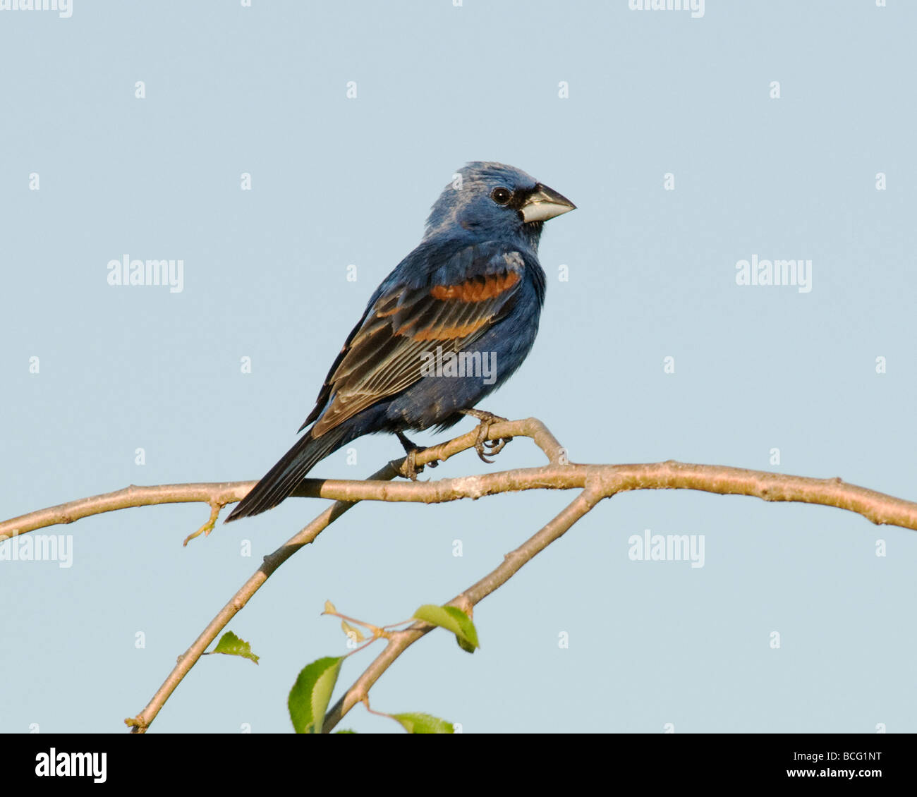 Male blue grosbeak (Passerina caerulea Stock Photo - Alamy