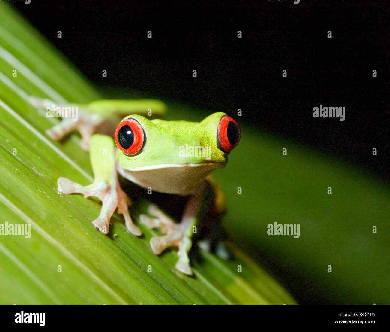 Red-Eyed Tree Frog (Agalychnis calidryas) on a palm leaf Stock Photo ...