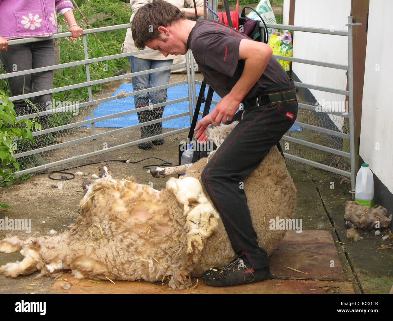 Young farmers shearing hi-res stock photography and images - Alamy