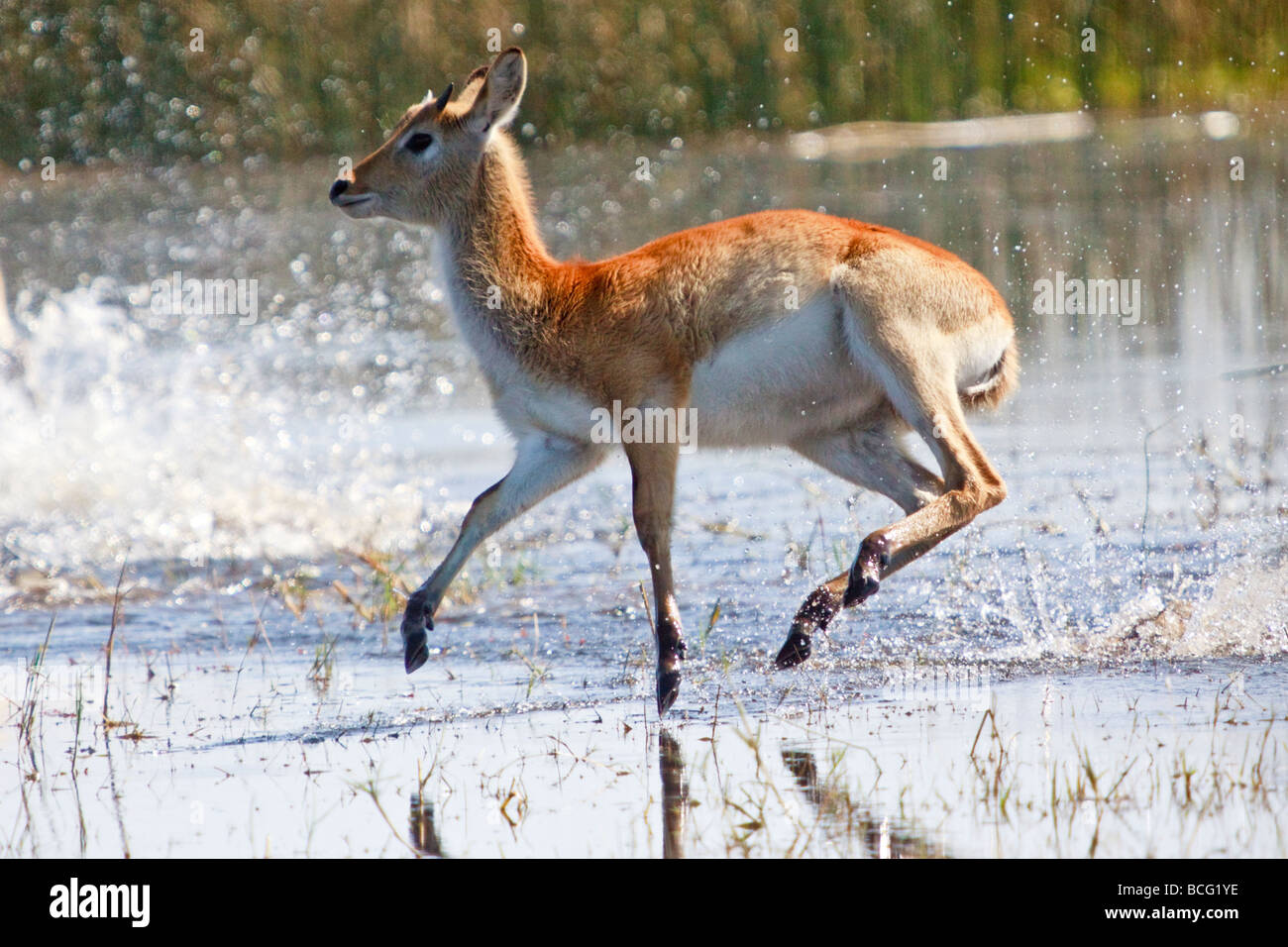 Lechwe antelope water splash africa hi-res stock photography and images ...