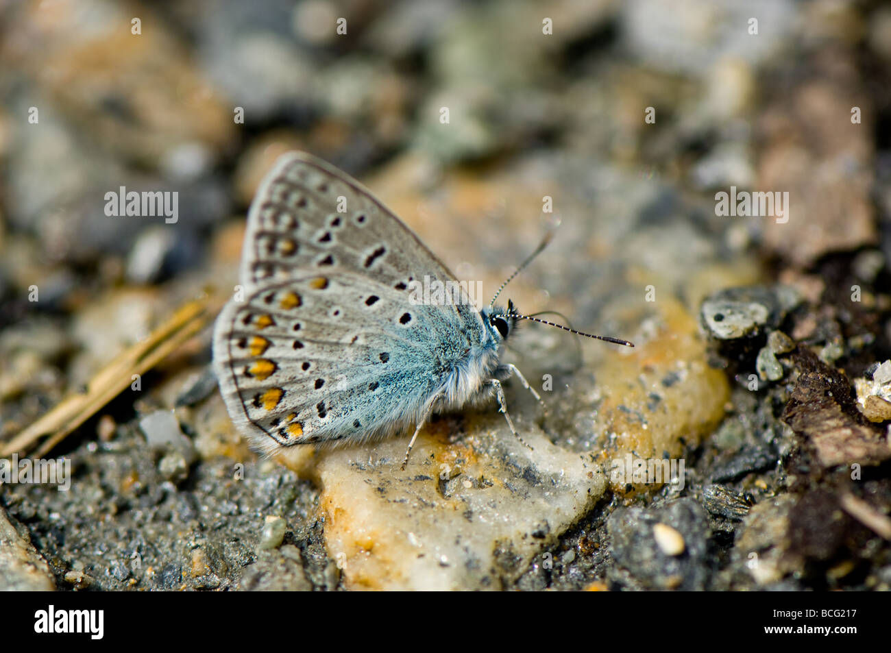 Male common blue butterfly hi-res stock photography and images - Alamy