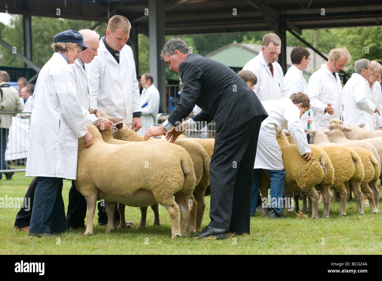 Royal show sheep hi-res stock photography and images - Alamy