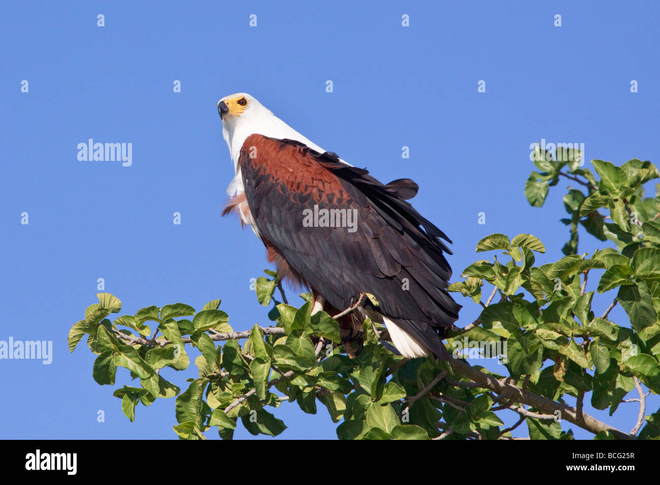 African Fish Eagle Stock Photo - Alamy